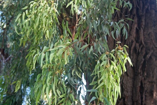 Everything You Need To Know About Eucalyptus - Wood Dad
