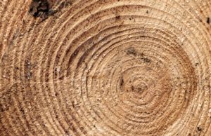 What is Wood Made of? - Wood Dad