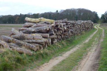 Seasoned Wood, Everything You Need to Know - Wood Dad