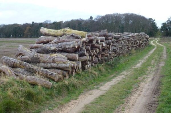 Seasoned Wood, Everything You Need to Know - Wood Dad