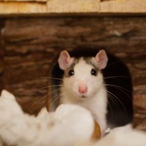 Seasoned Wood, Everything You Need to Know - Wood Dad