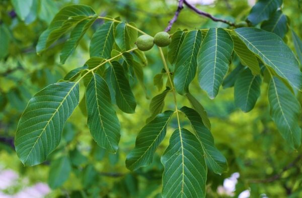 What Does a Walnut Tree Look Like? - Wood Dad