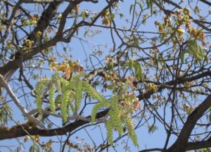 What Does a Walnut Tree Look Like? - Wood Dad