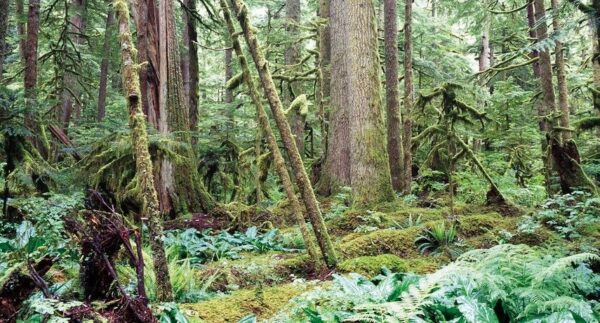 3 Cool Ways To Find Directions Using Trees - Wood Dad