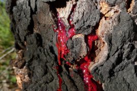 Bloodwood, One Of The Best Choices For Artworks - Wood Dad