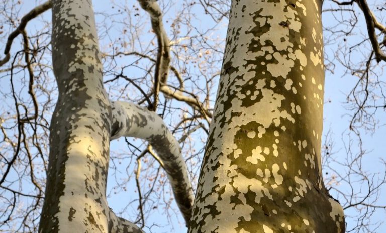 3 Cool Ways To Find Directions Using Trees - Wood Dad