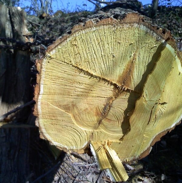 Orange Colored Woods - Wood Dad