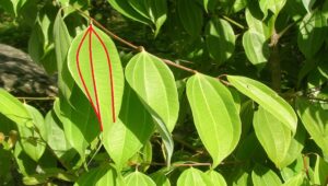 What Does a Cinnamon Tree Look Like? - Wood Dad