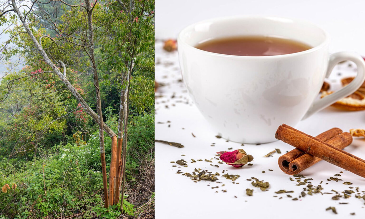 What Does a Cinnamon Tree Look Like? - Wood Dad