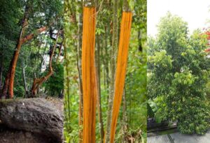 What Does a Cinnamon Tree Look Like? - Wood Dad