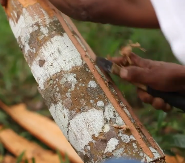 What Does a Cinnamon Tree Look Like? - Wood Dad