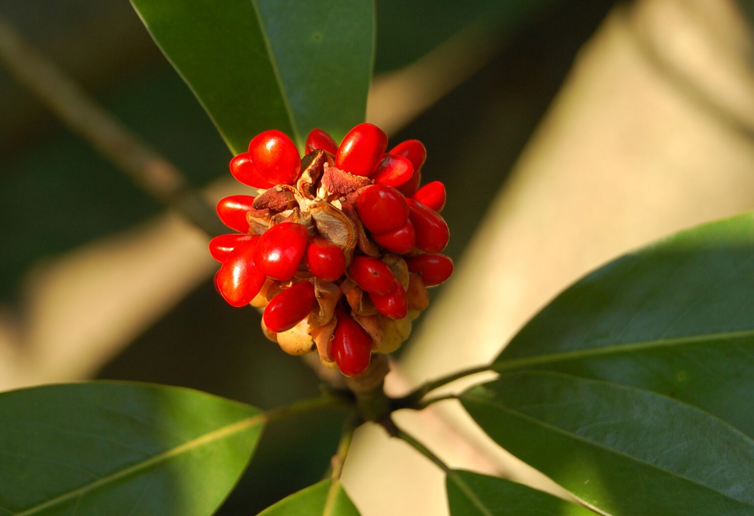 3 Types of Magnolia Trees in Florida - Wood Dad